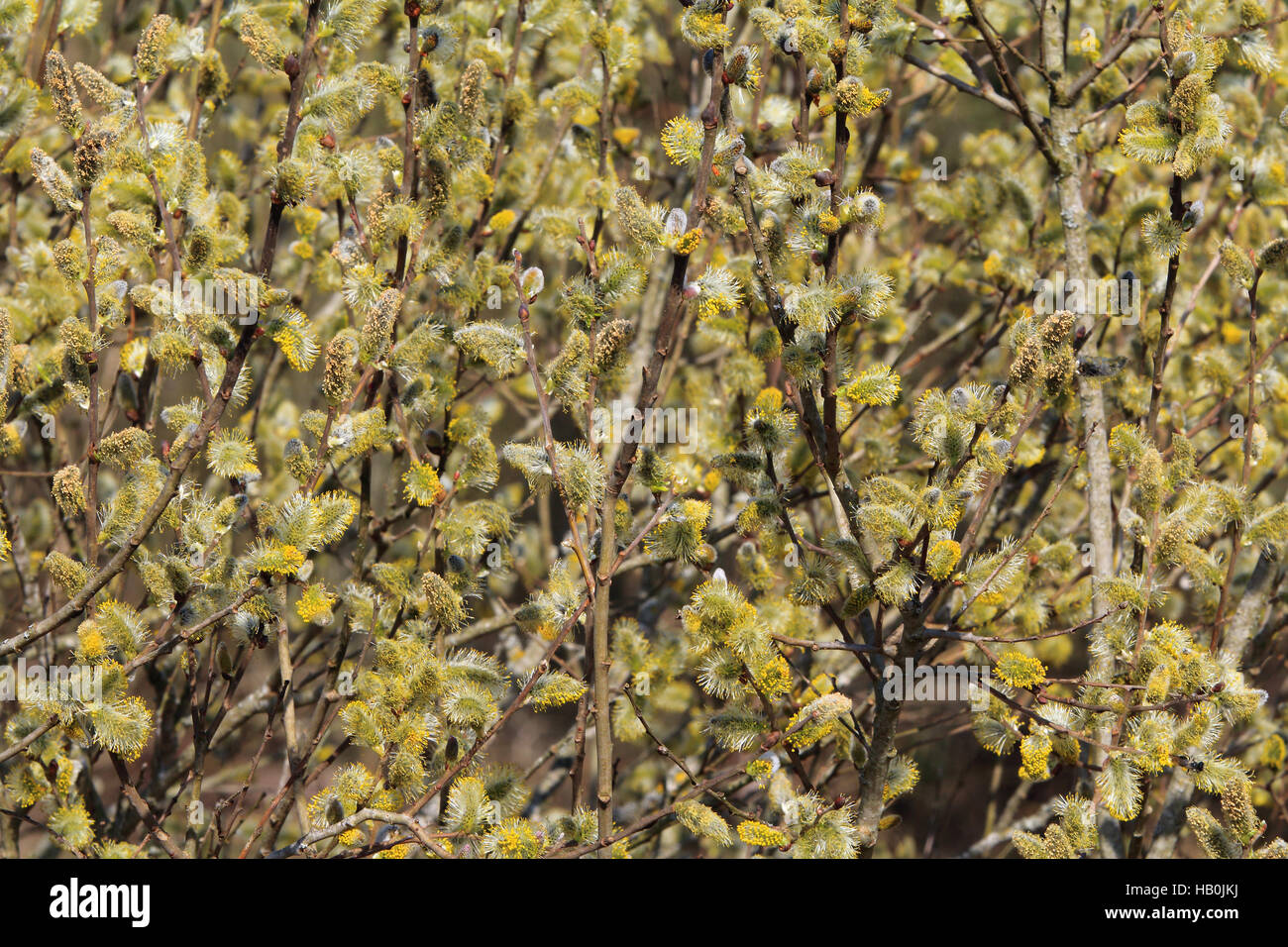Goat willow catkins, Salix caprea Stock Photo - Alamy