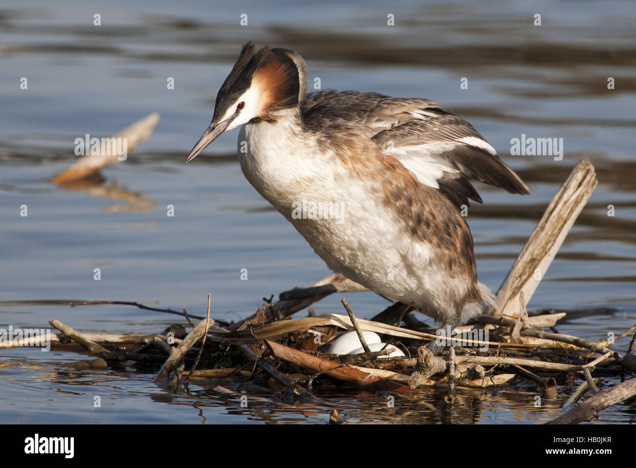 Great crested grebe, Podiceps cristatus Stock Photo - Alamy