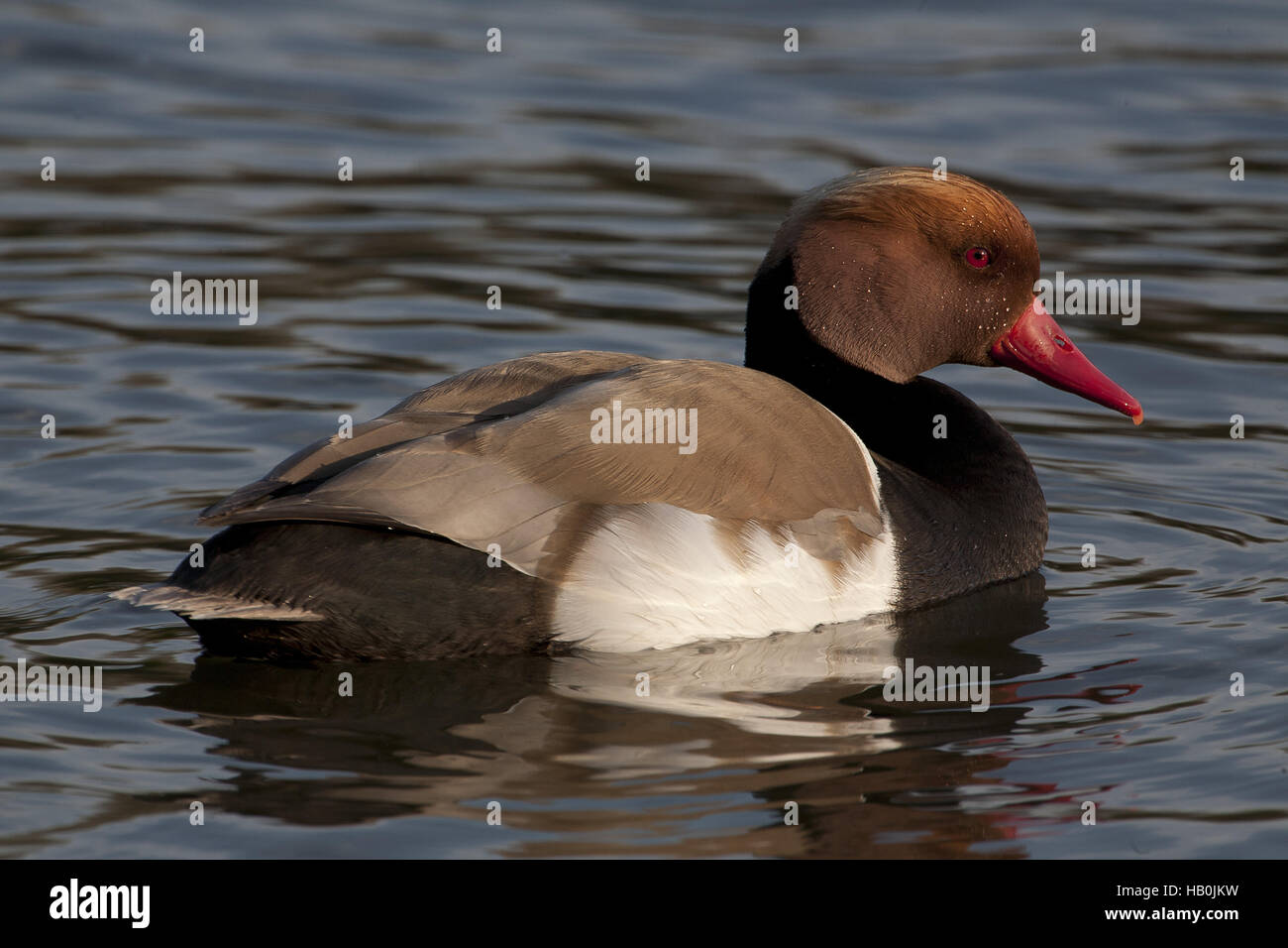 Maennchlich hi-res stock photography and images - Alamy