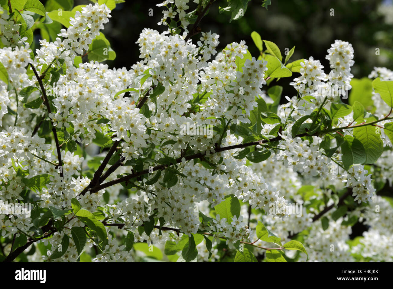 Prunus padus hedge hi-res stock photography and images - Alamy