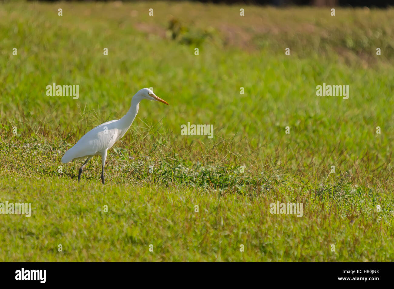 Eastern Cattle Egret Bird in the garden Stock Photo - Alamy