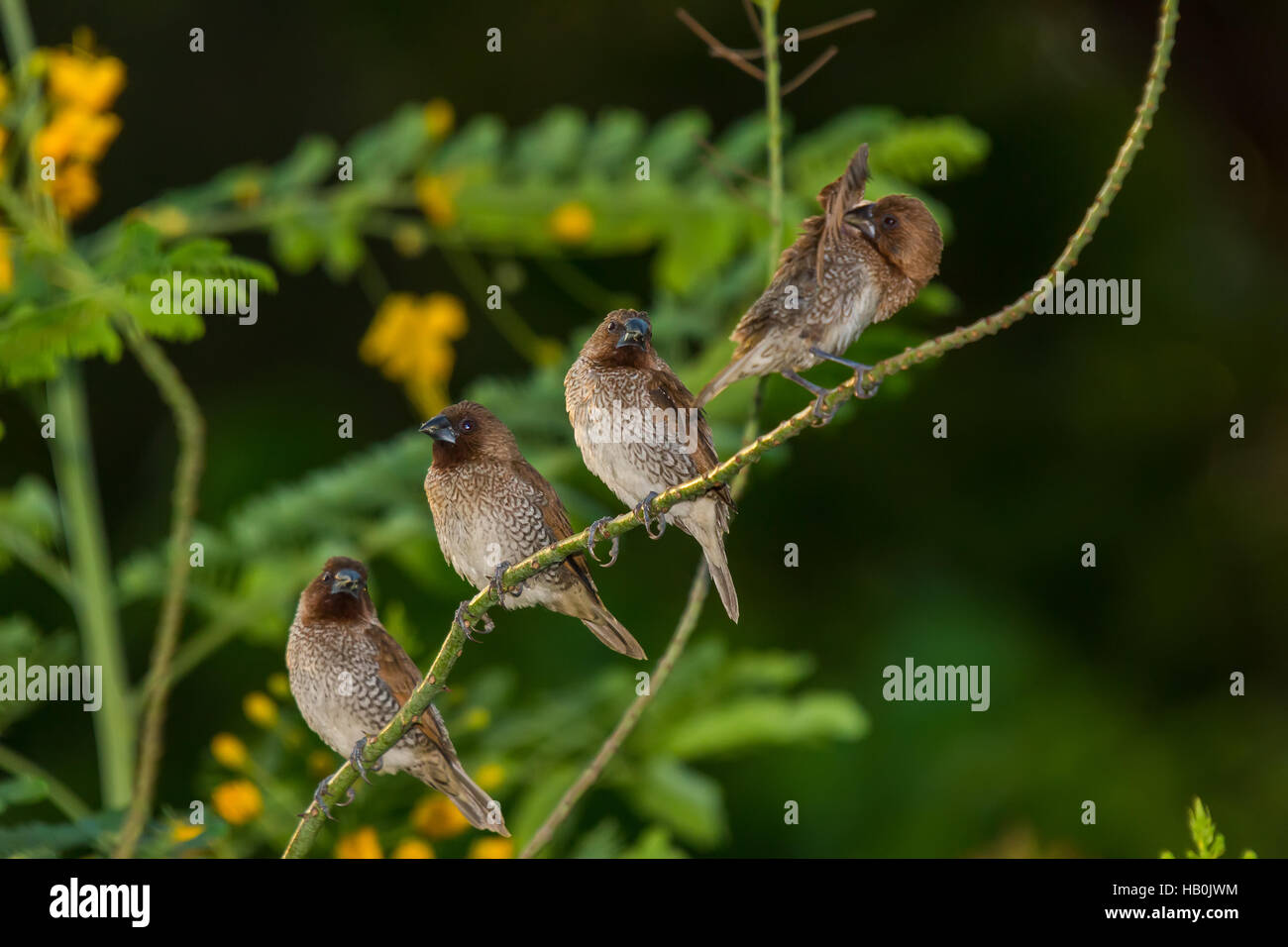 Scaly-breasted Munia Bird in the garden Stock Photo - Alamy