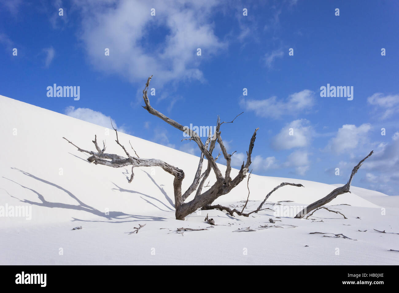 Brazil national tree hi-res stock photography and images - Alamy