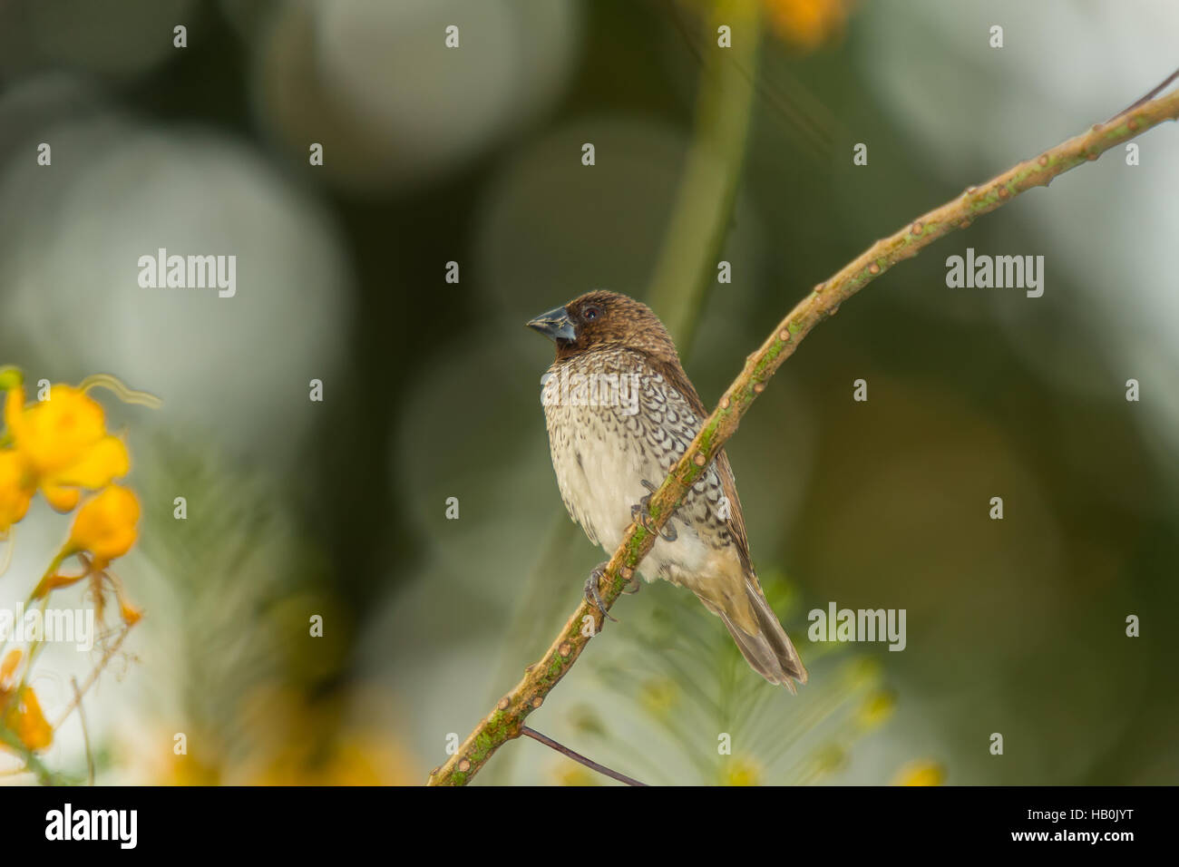 Munia bird hi-res stock photography and images - Alamy