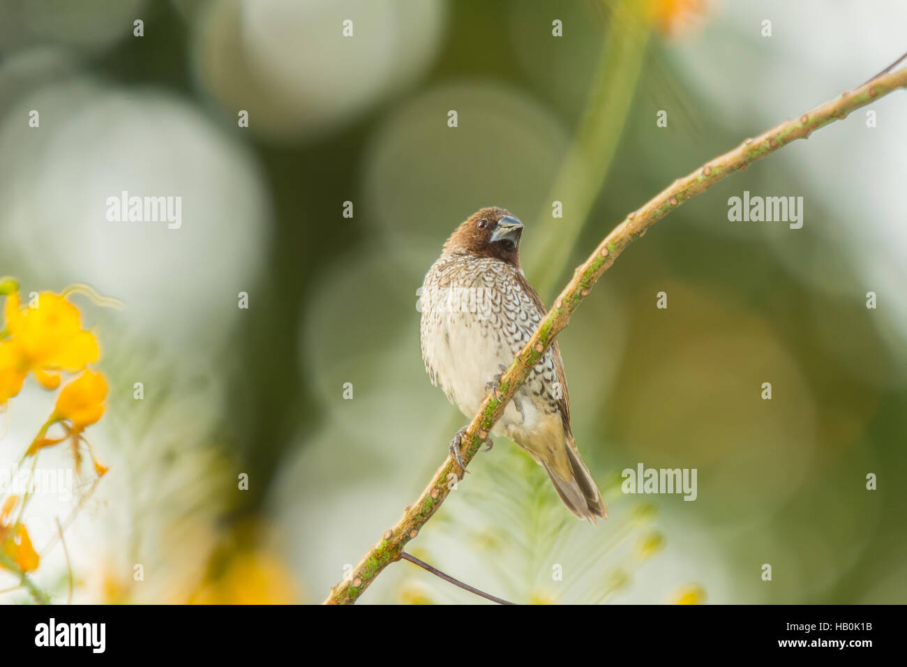 Scaly bird hi-res stock photography and images - Alamy
