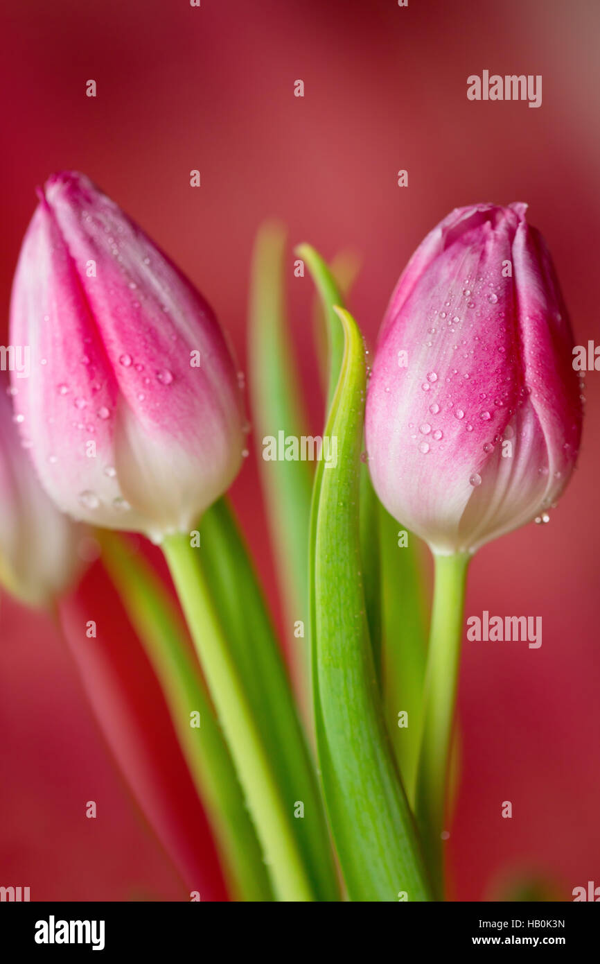 Spring tulip flowers Stock Photo - Alamy