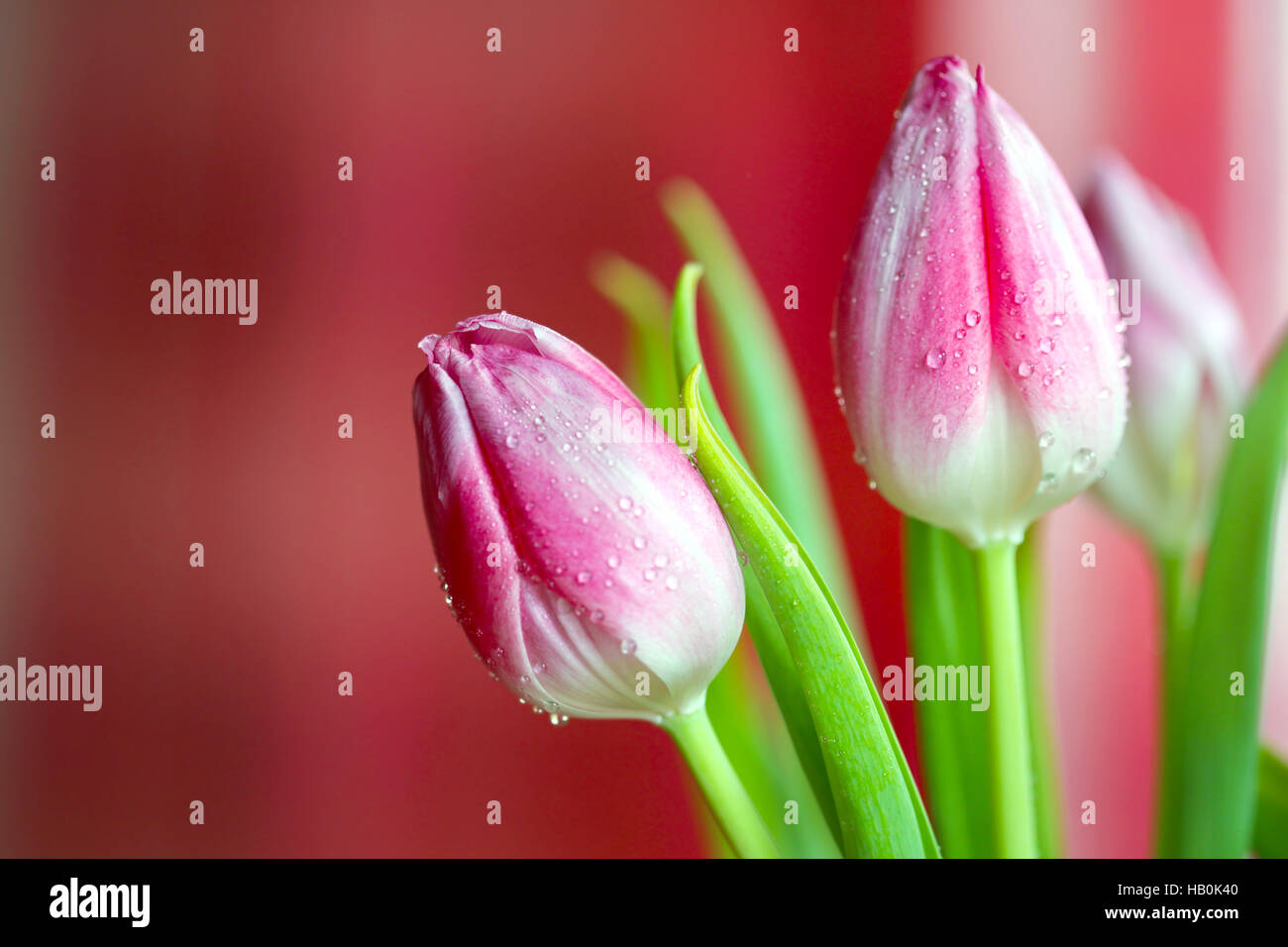 Spring tulip flowers Stock Photo - Alamy