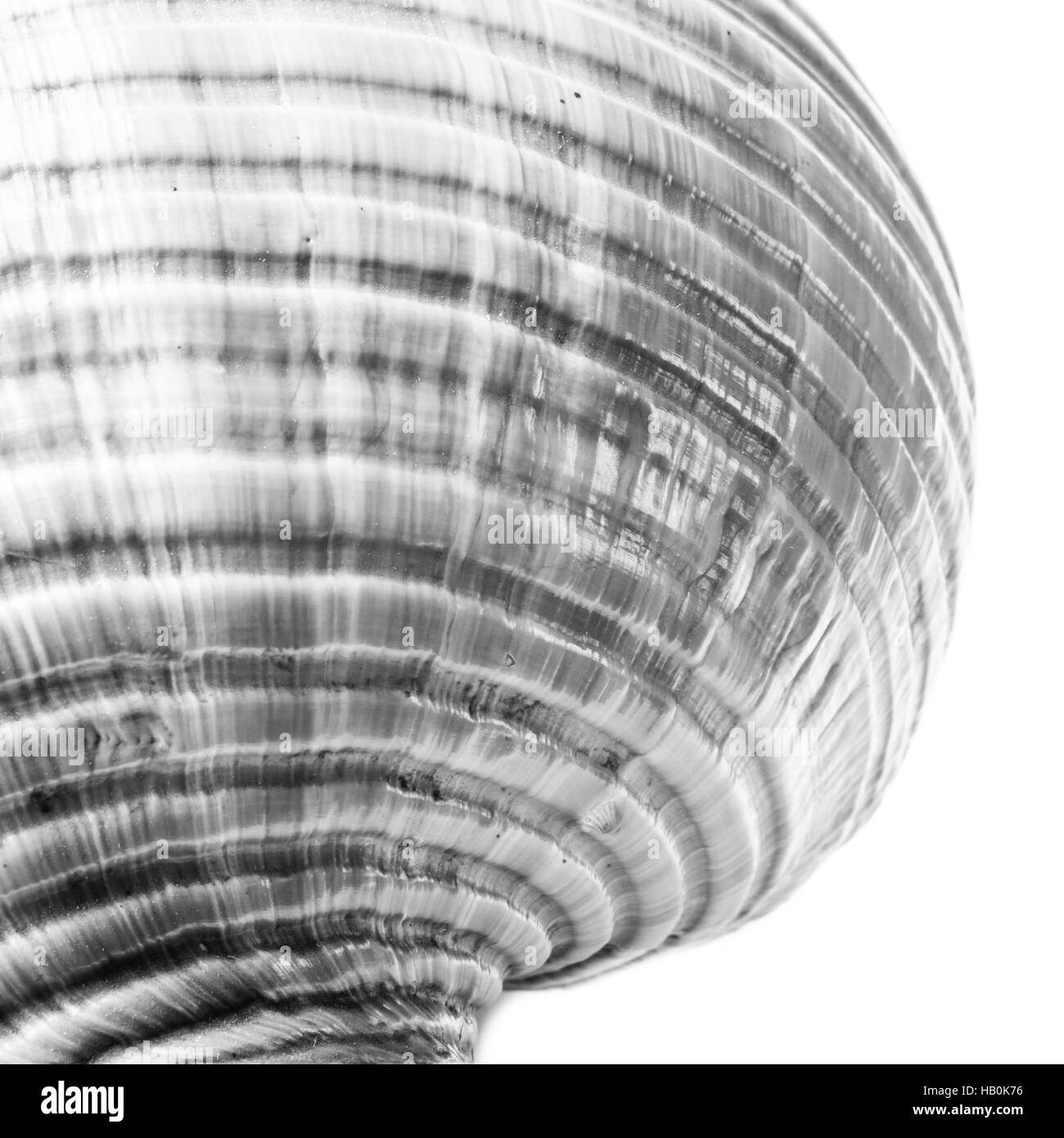 Conch seashell Black and White Stock Photos & Images - Alamy