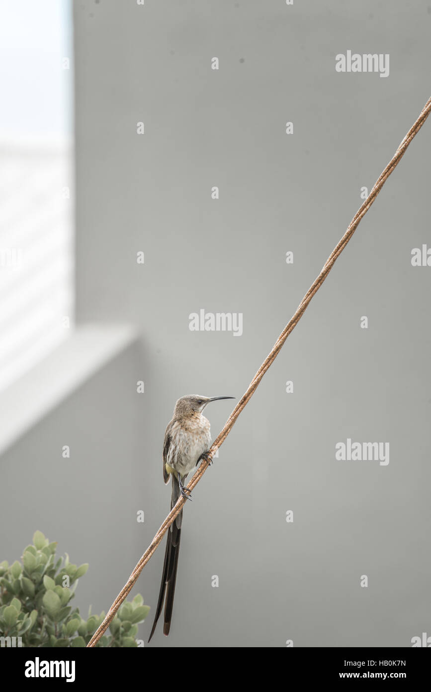 False sunbird hi-res stock photography and images - Alamy