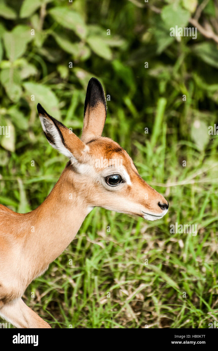 Baby Impalas