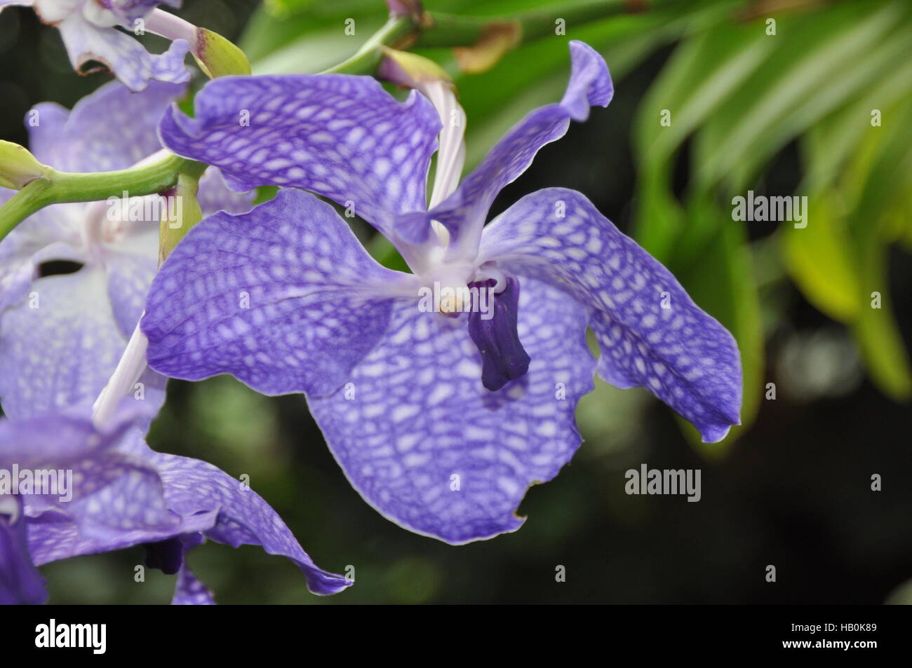 Vanda cultivars hi-res stock photography and images - Alamy