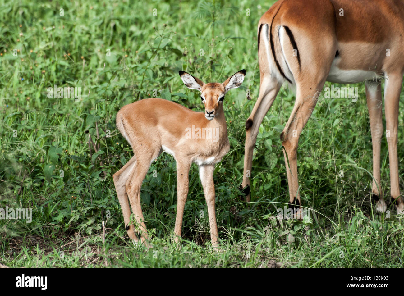 Baby Impala with Mother Stock Photo - Alamy