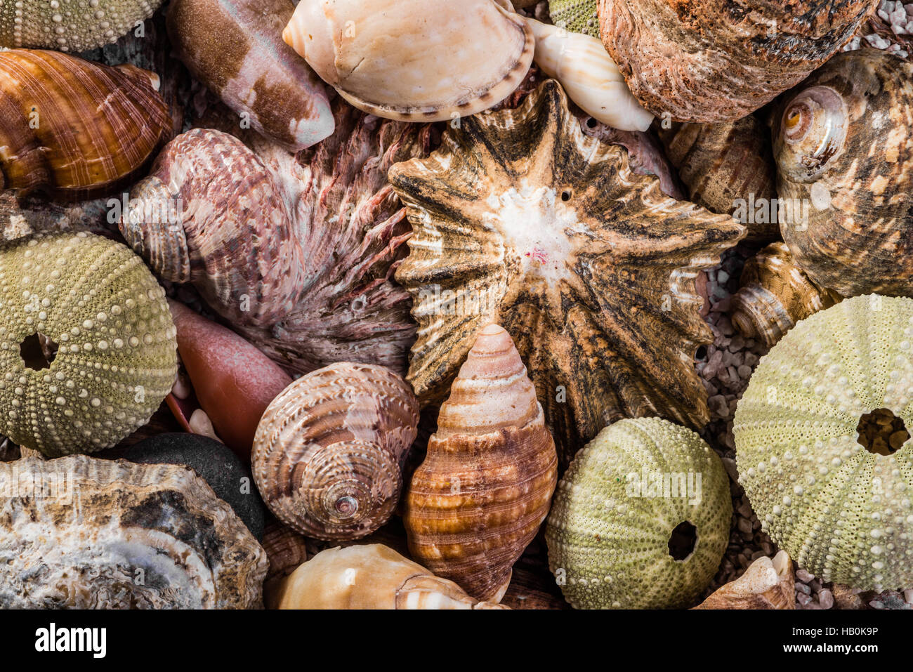 Mixed Sea Shells Together Stock Photo - Alamy