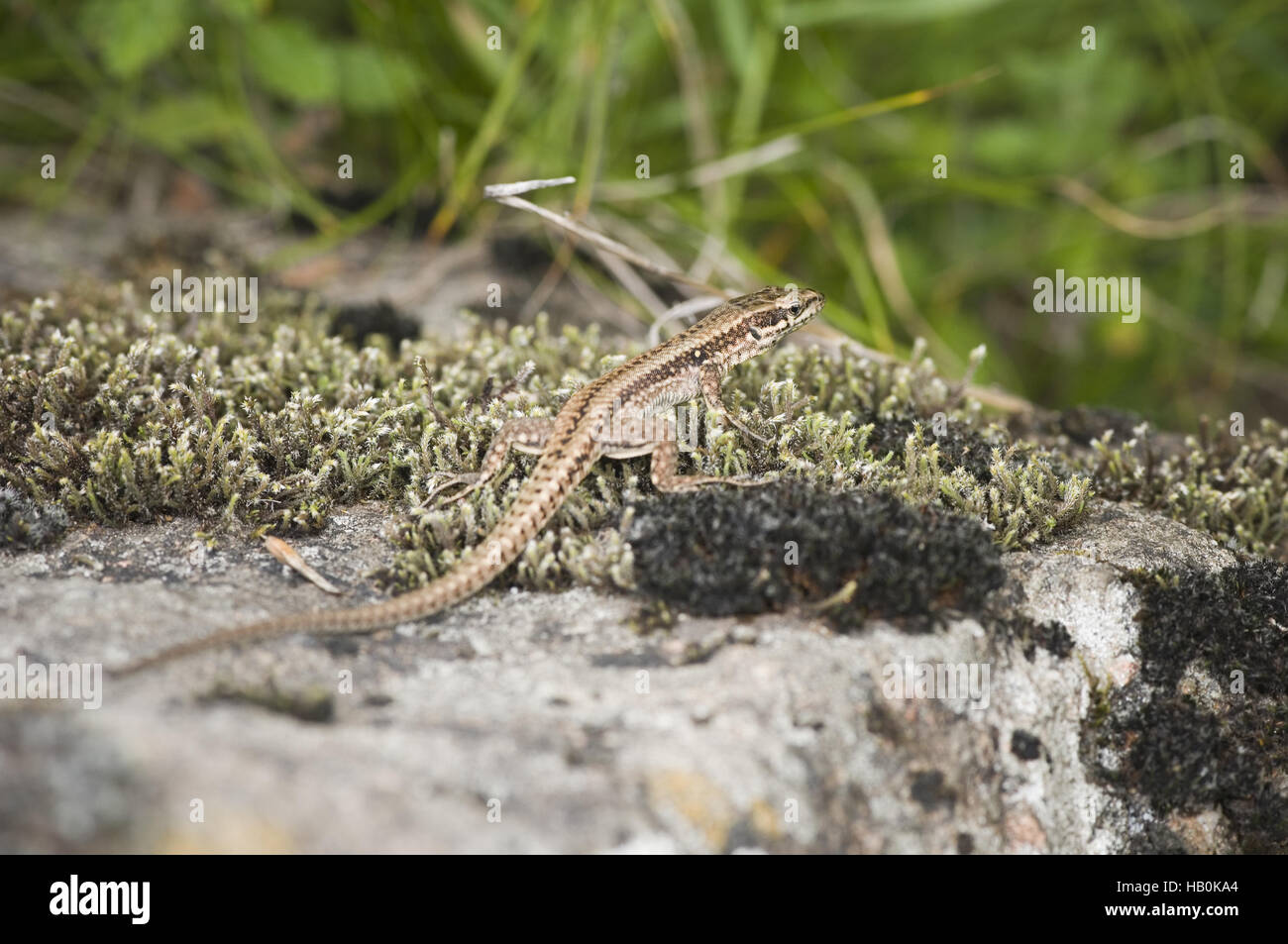 small lizard full frame Stock Photo - Alamy