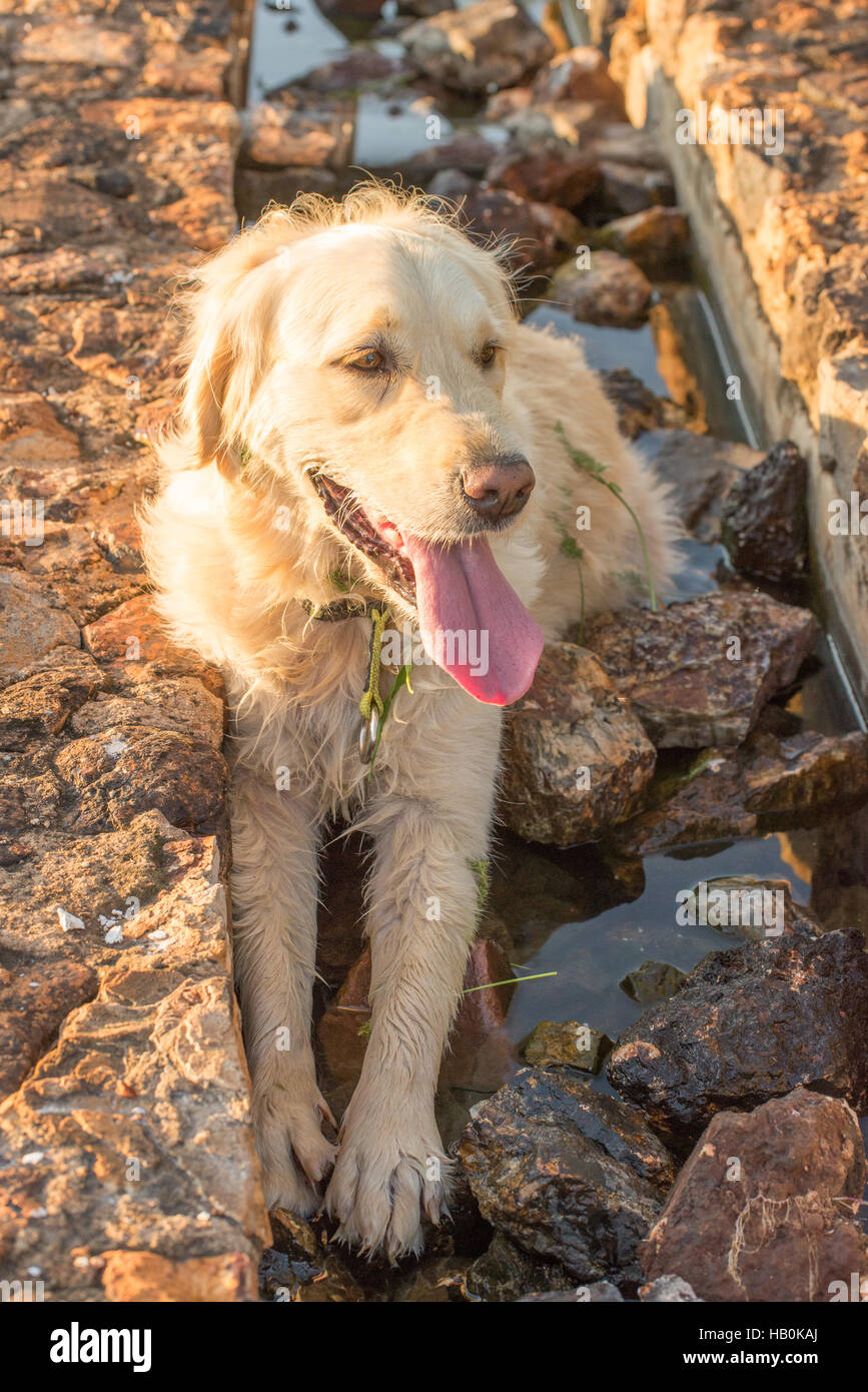 Golden Retriever Resting in Water Trough Stock Photo - Alamy