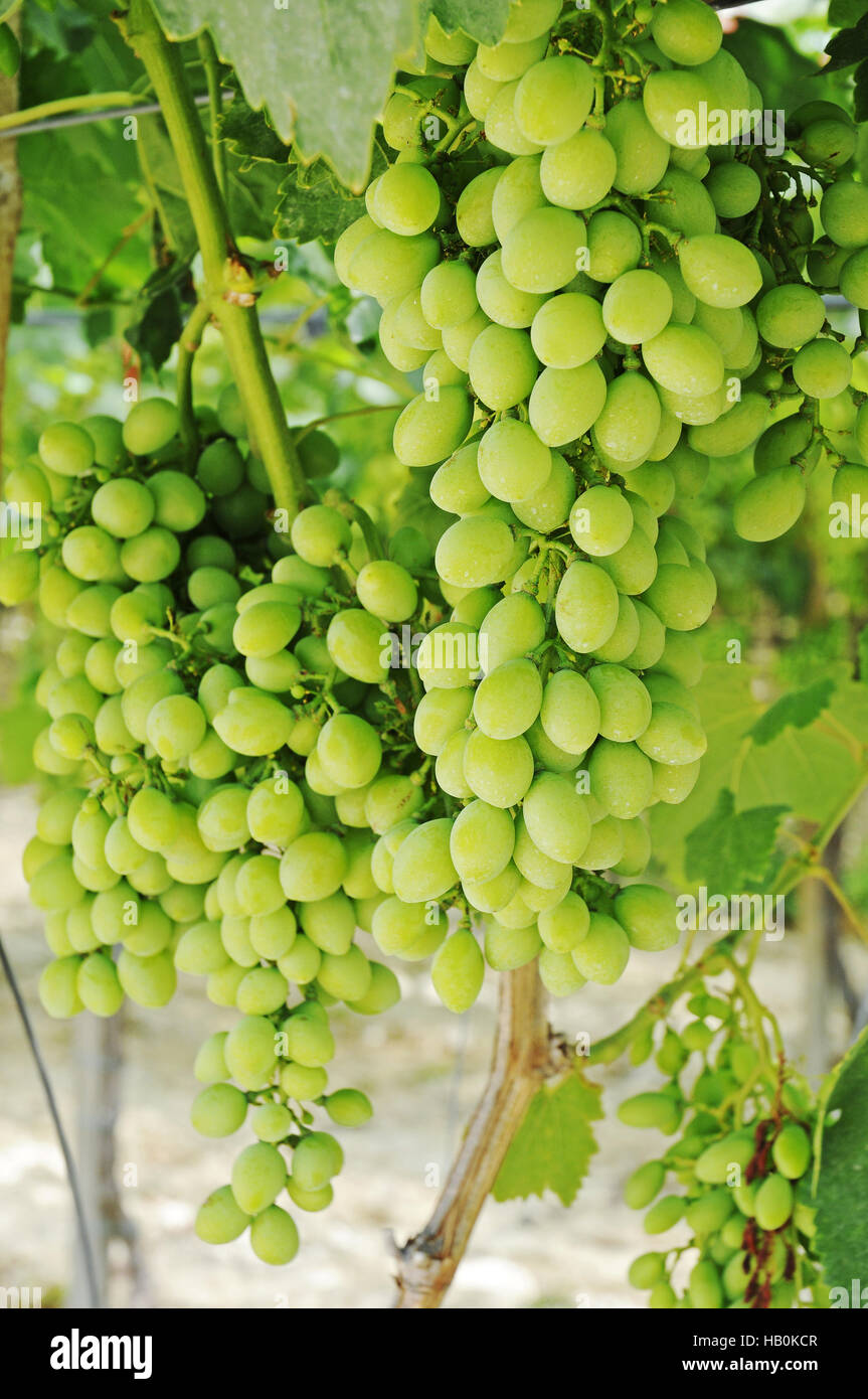 Apulia grapes hi-res stock photography and images - Alamy