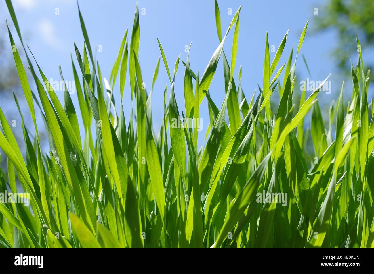 Grass halme hi-res stock photography and images - Alamy