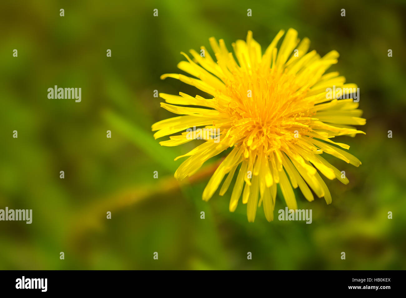 Yellow dandelion flower Stock Photo - Alamy