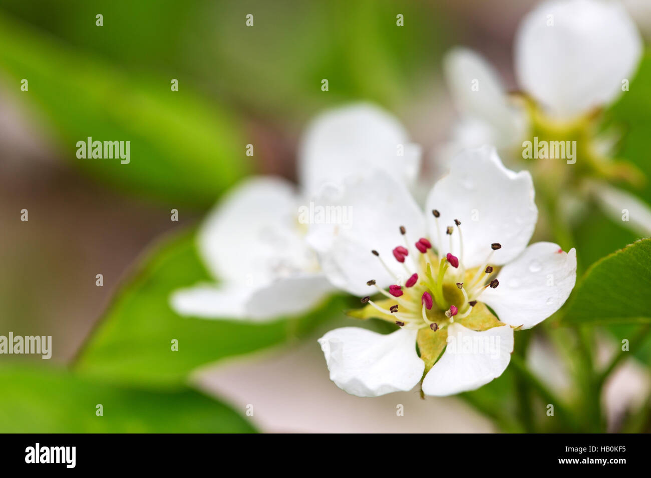 Pear tree in spring hi-res stock photography and images - Alamy