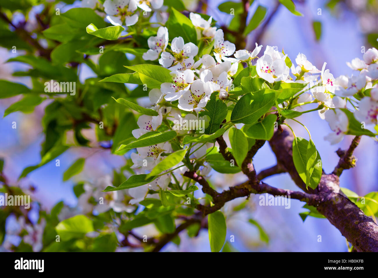 Pear tree blossoms in the spring garden Stock Photo - Alamy