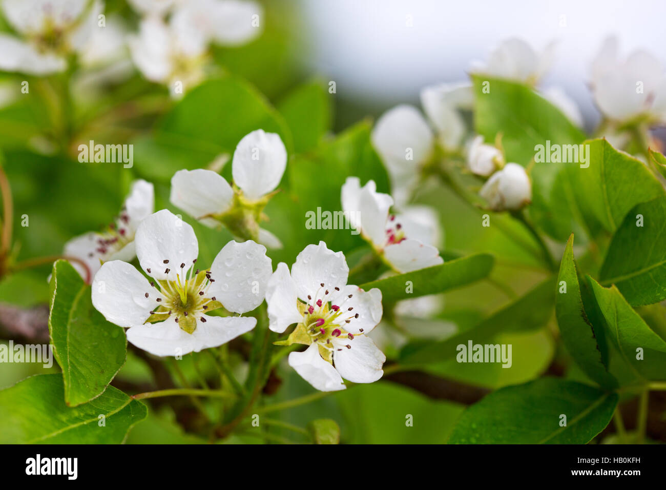 Pear tree garden hi-res stock photography and images - Alamy