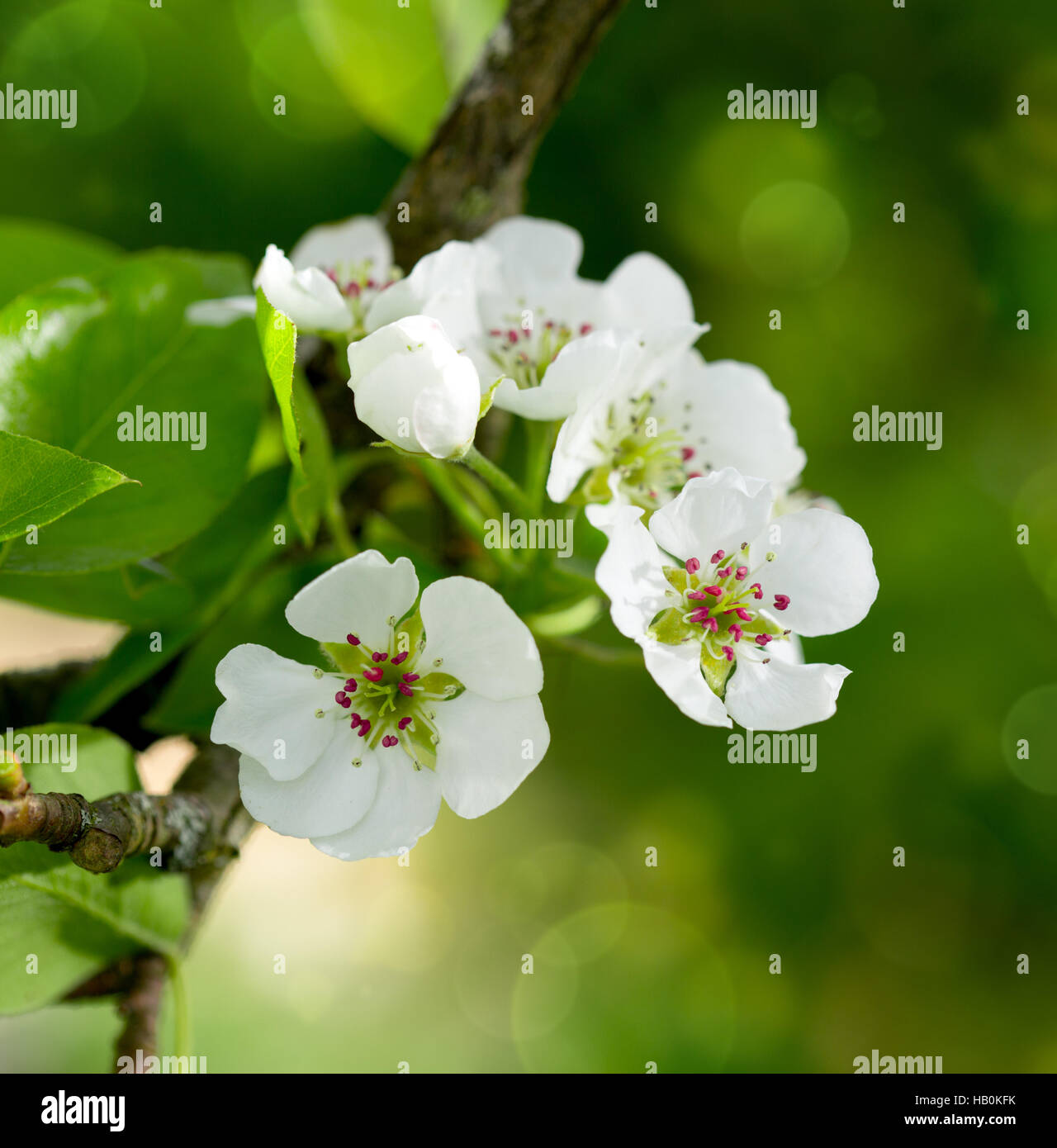 Pear tree blossoms in the spring garden Stock Photo - Alamy