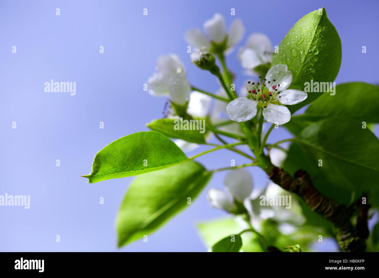 Pear tree blossoms in the spring garden Stock Photo - Alamy