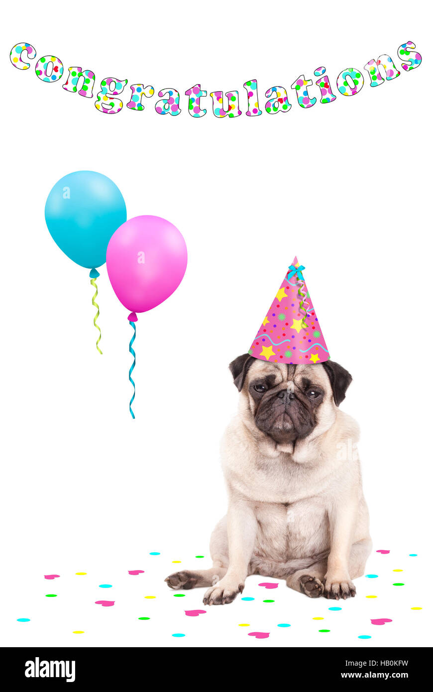 cute grumpy faced pug puppy dog with party hat, balloons, colourful ...