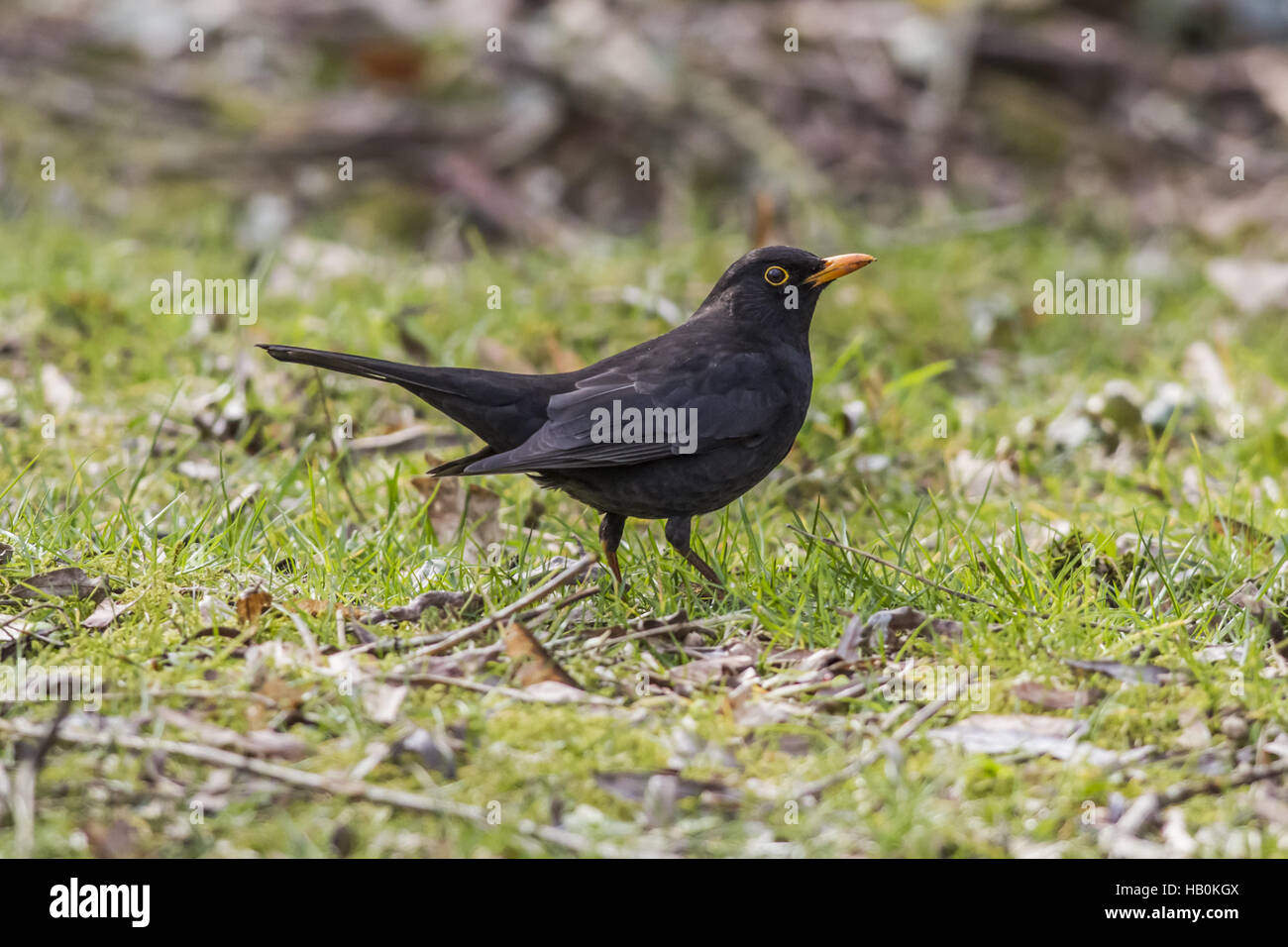 Turdus merula flying hi-res stock photography and images - Alamy