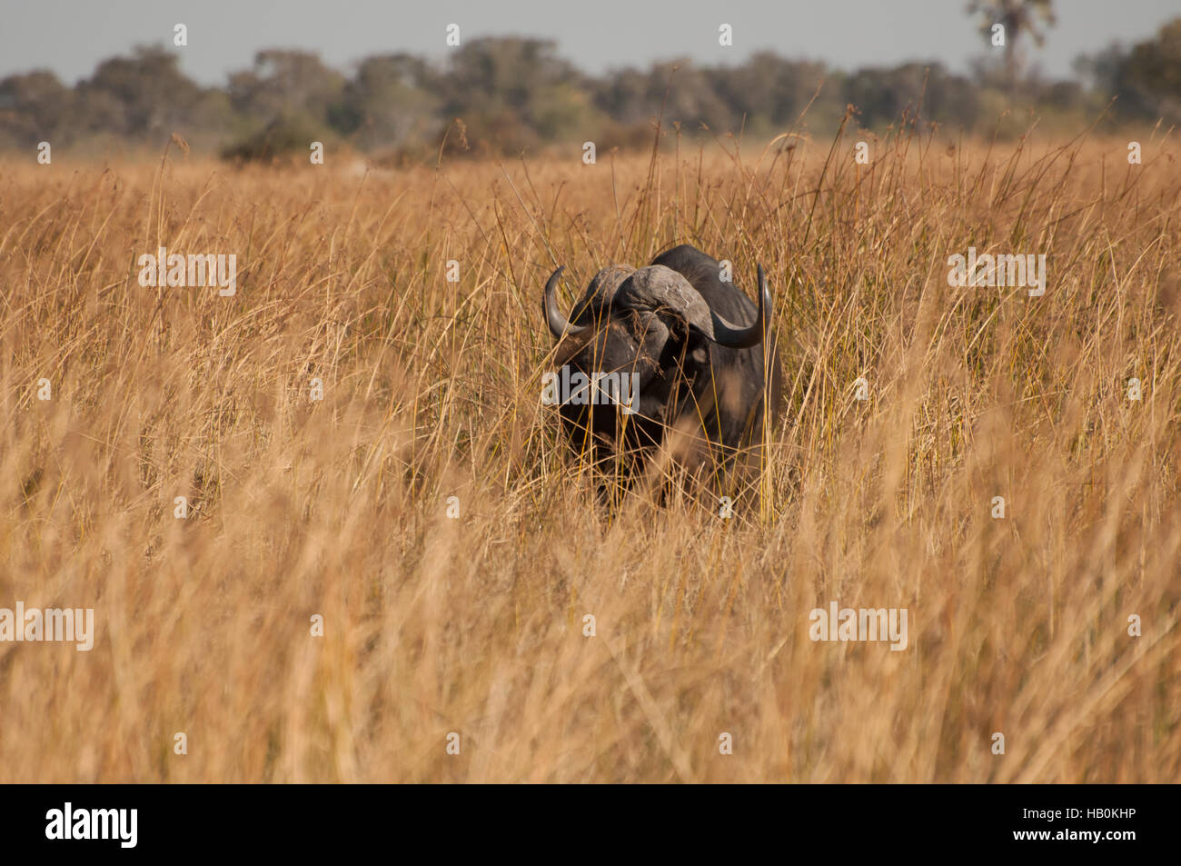 Buffalo in Long Dry Grass Stock Photo - Alamy