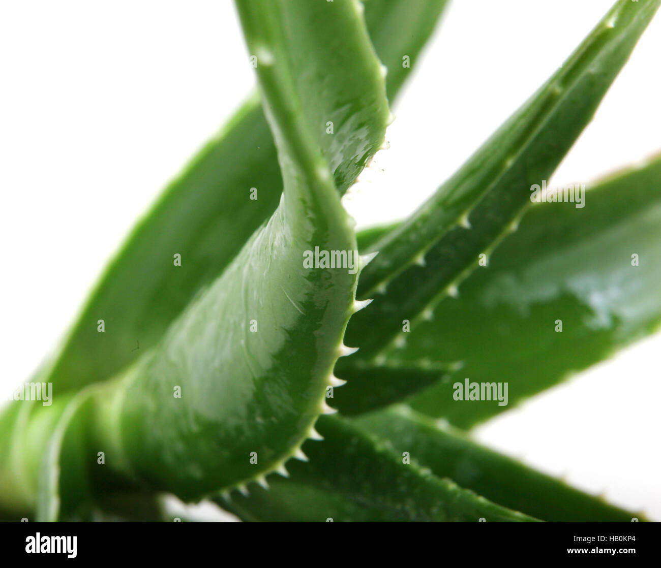 Plant of thor hi-res stock photography and images - Alamy