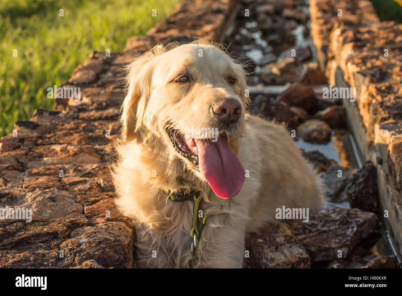 Golden Retriever Resting Stock Photo - Alamy