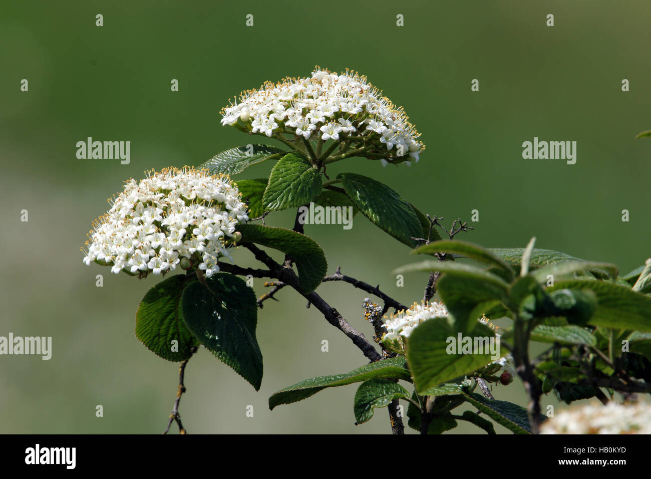 Wayfaring tree, Viburnum lantana Stock Photo - Alamy