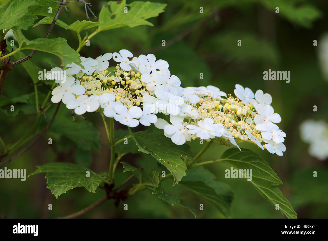 Wayfaring tree, Viburnum lantana Stock Photo - Alamy