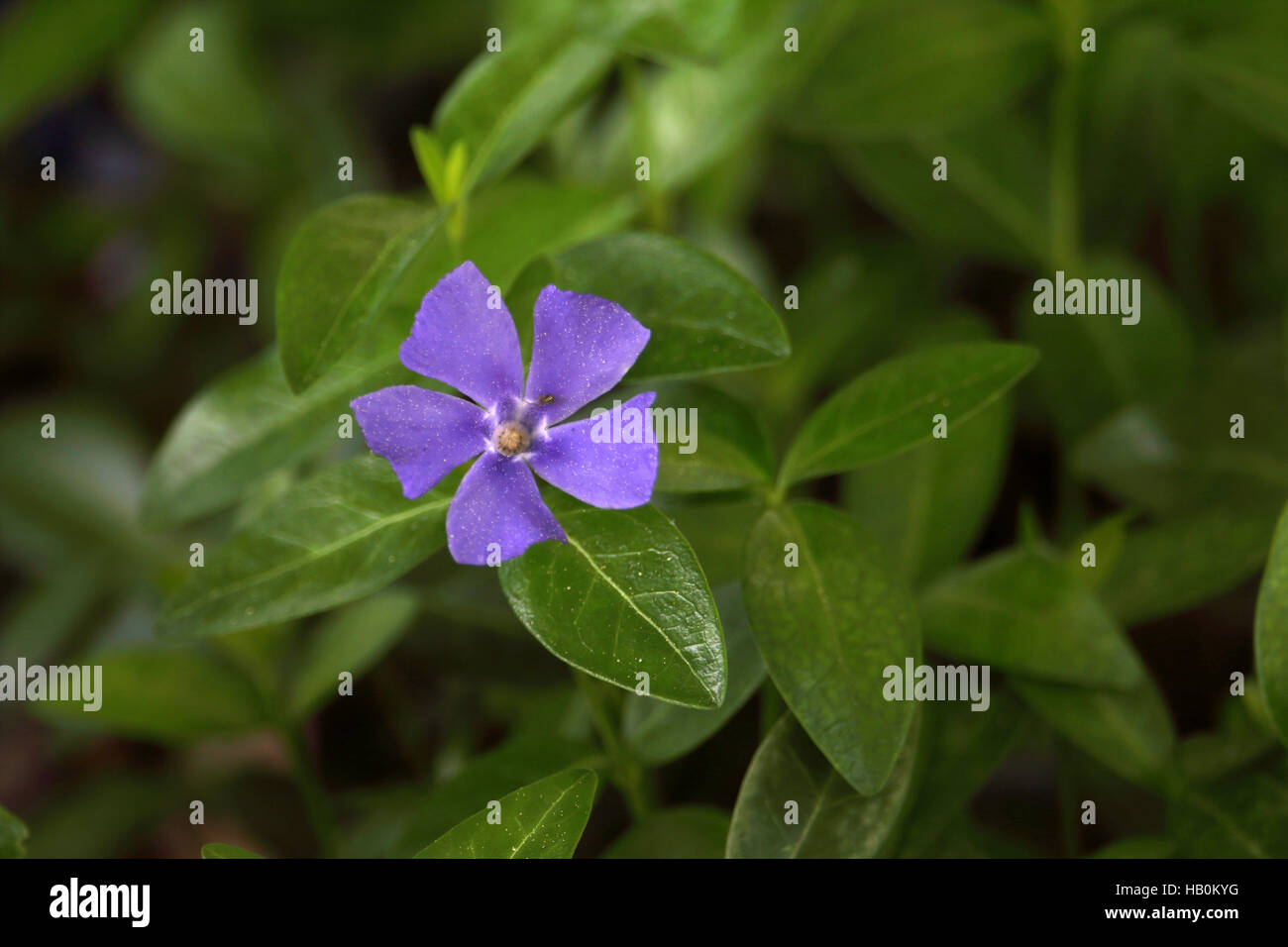 Lesser periwinkle, Vinca minor Stock Photo - Alamy