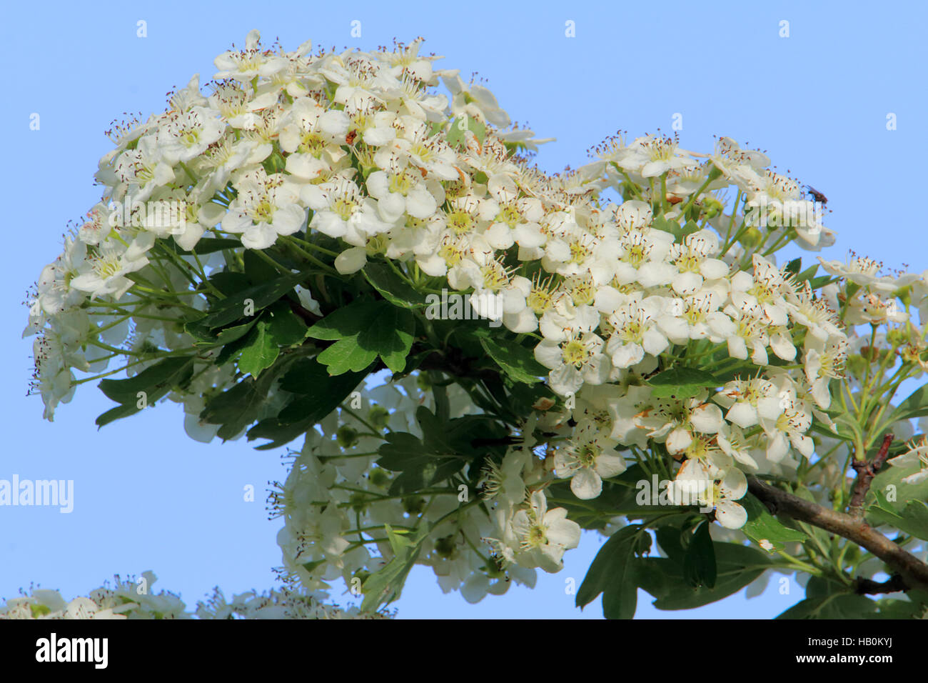 Viburnum lantana hedge hi-res stock photography and images - Alamy