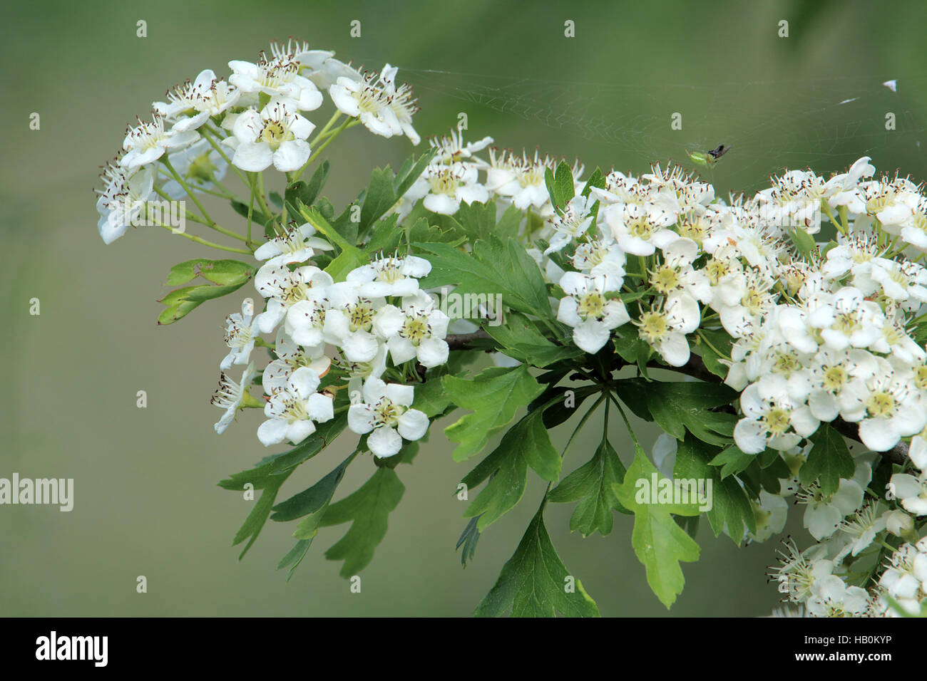 Wayfaring tree, Viburnum lantana Stock Photo - Alamy