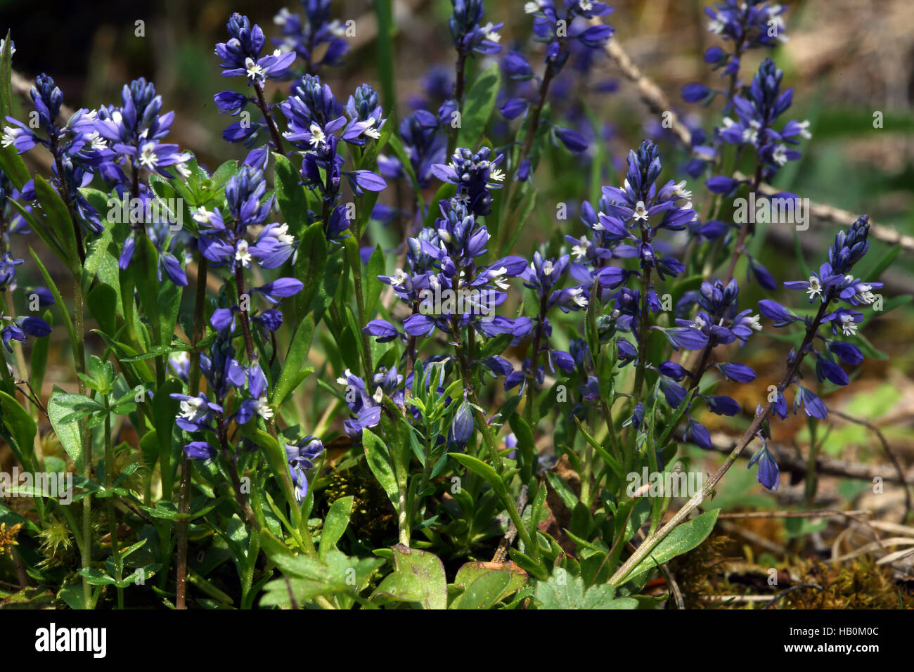 Common milkwort, Polygala vulgaris Stock Photo - Alamy