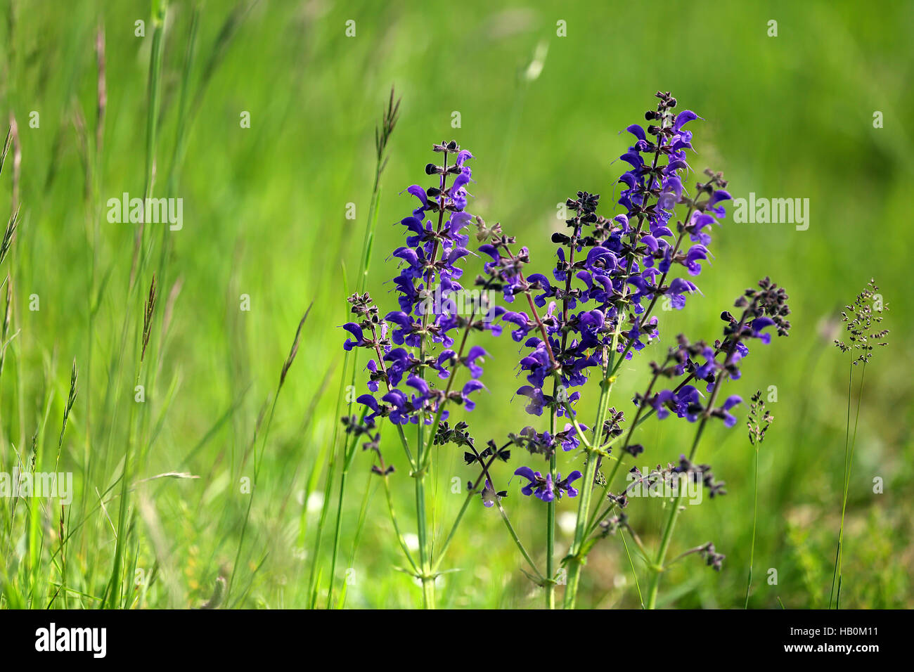 Meadow sage, Salvia pratensis Stock Photo - Alamy