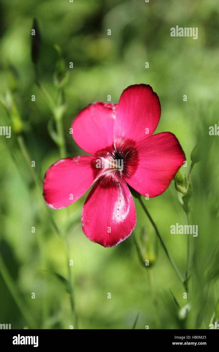 Pink Flower, close-up Stock Photo - Alamy