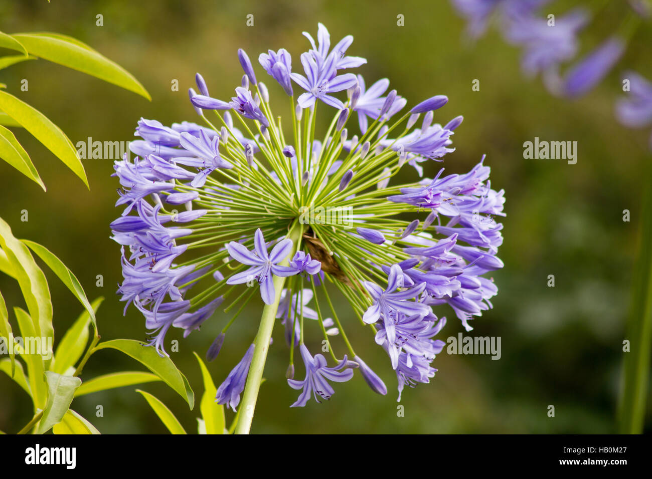 African agapanthus (Agapathus africanus Stock Photo - Alamy
