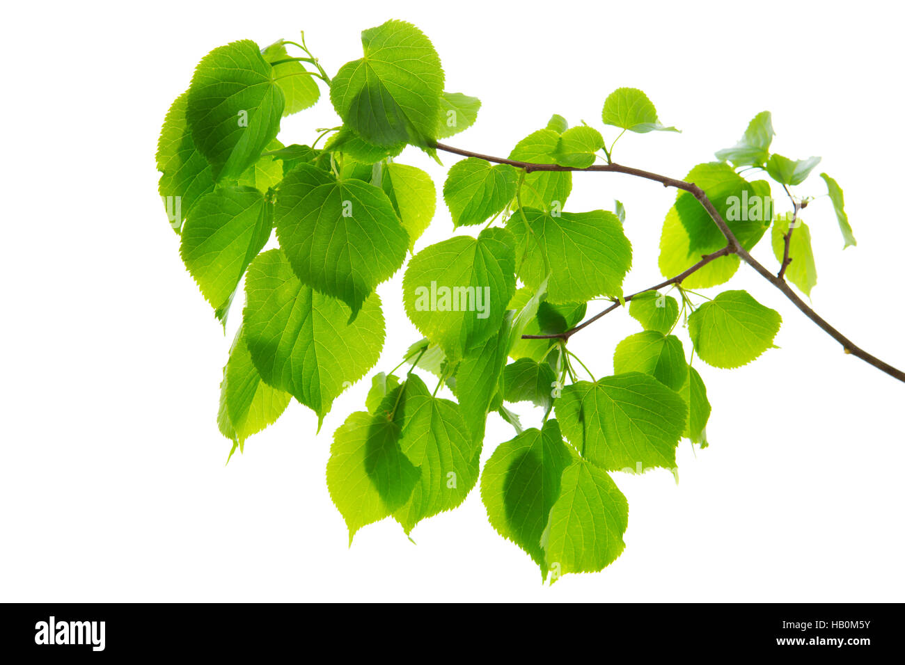 Green birch leaves isolated Stock Photo - Alamy