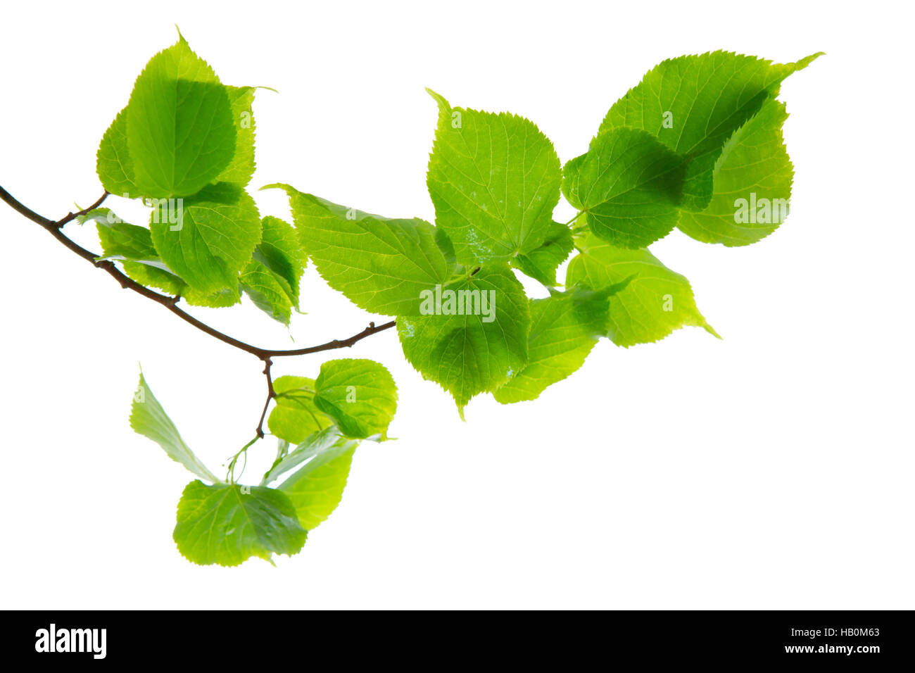 Green birch leaves isolated Stock Photo - Alamy