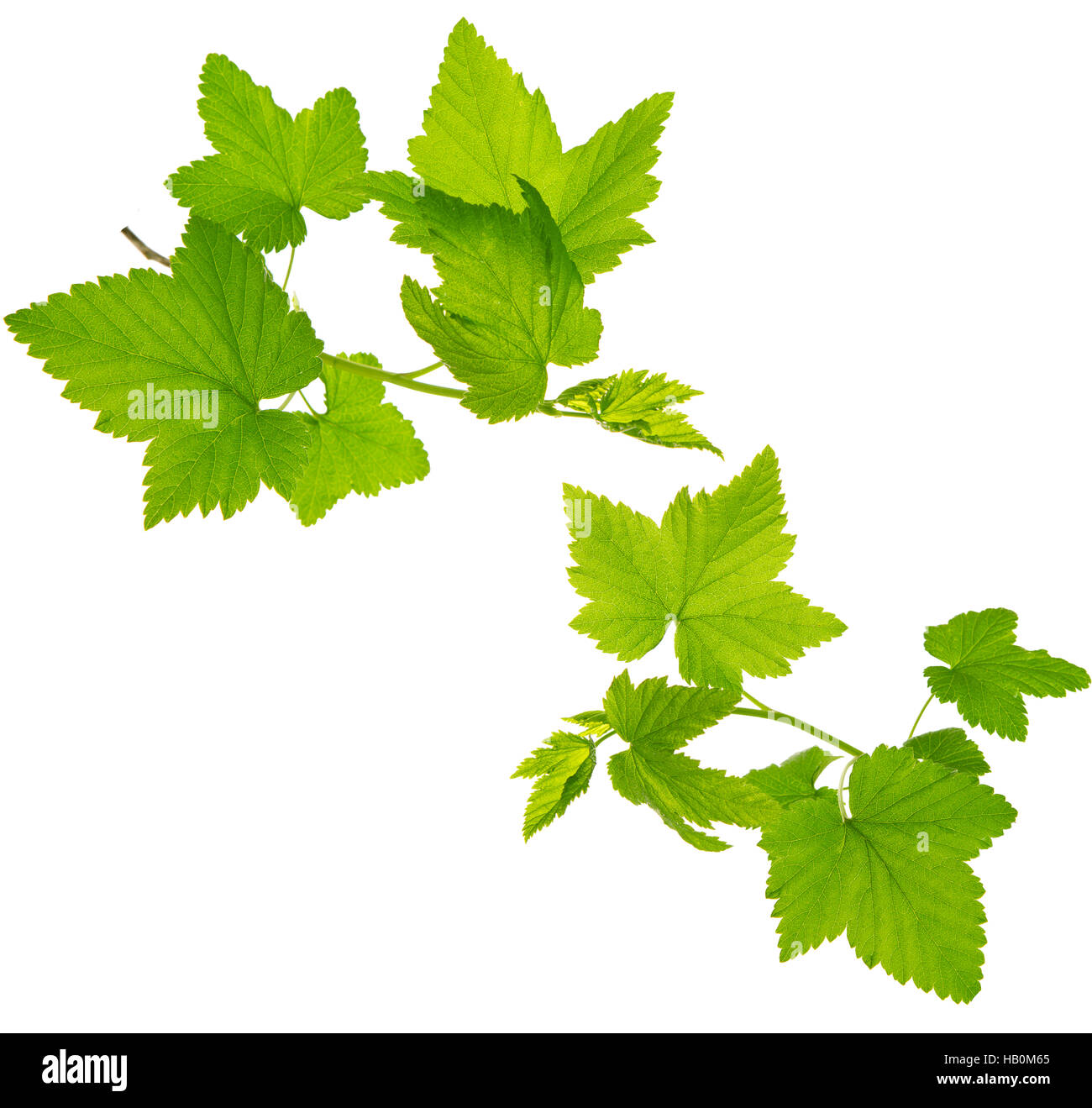 Green currant leaves isolated Stock Photo - Alamy