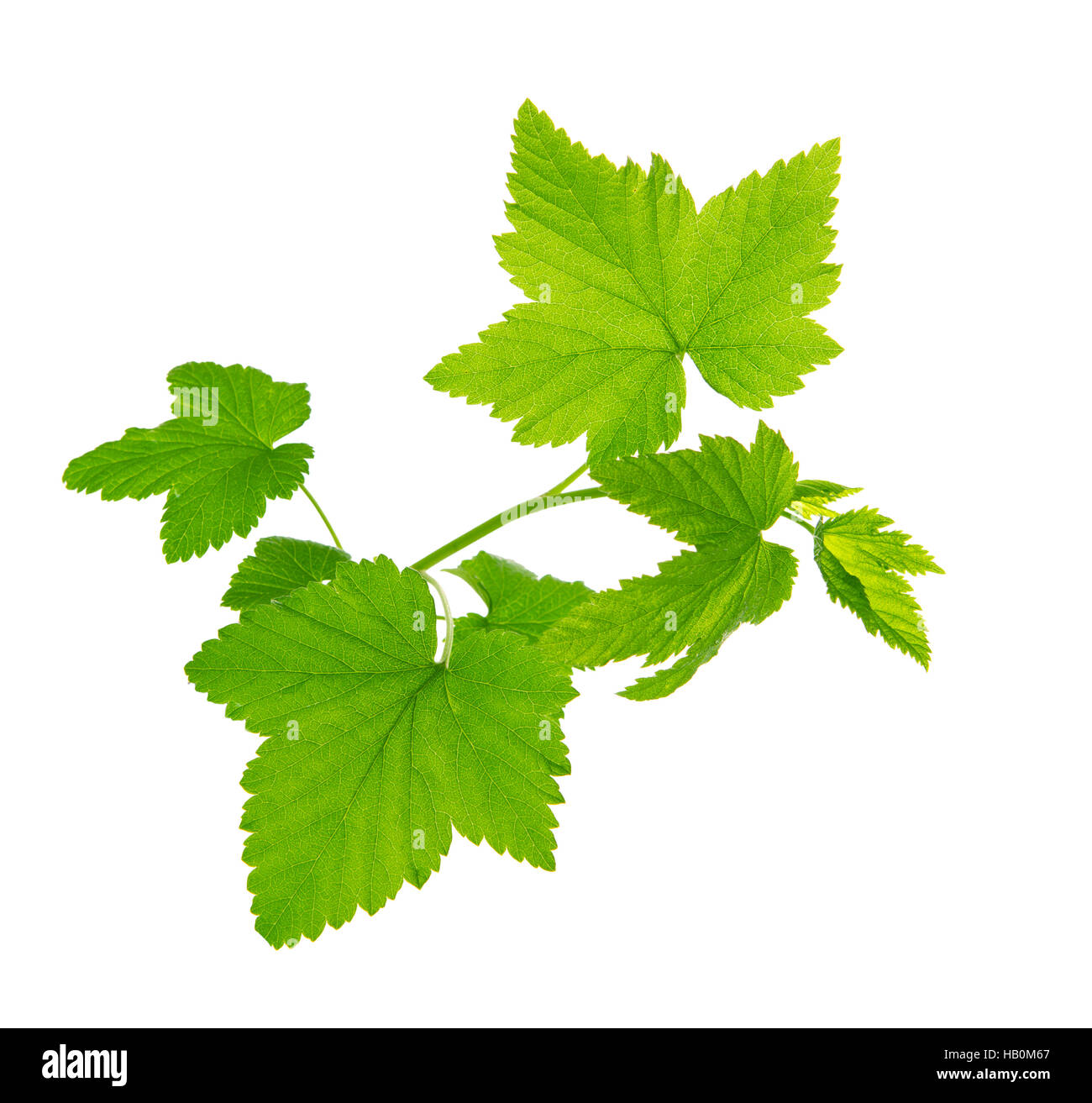Green currant leaves hi-res stock photography and images - Alamy