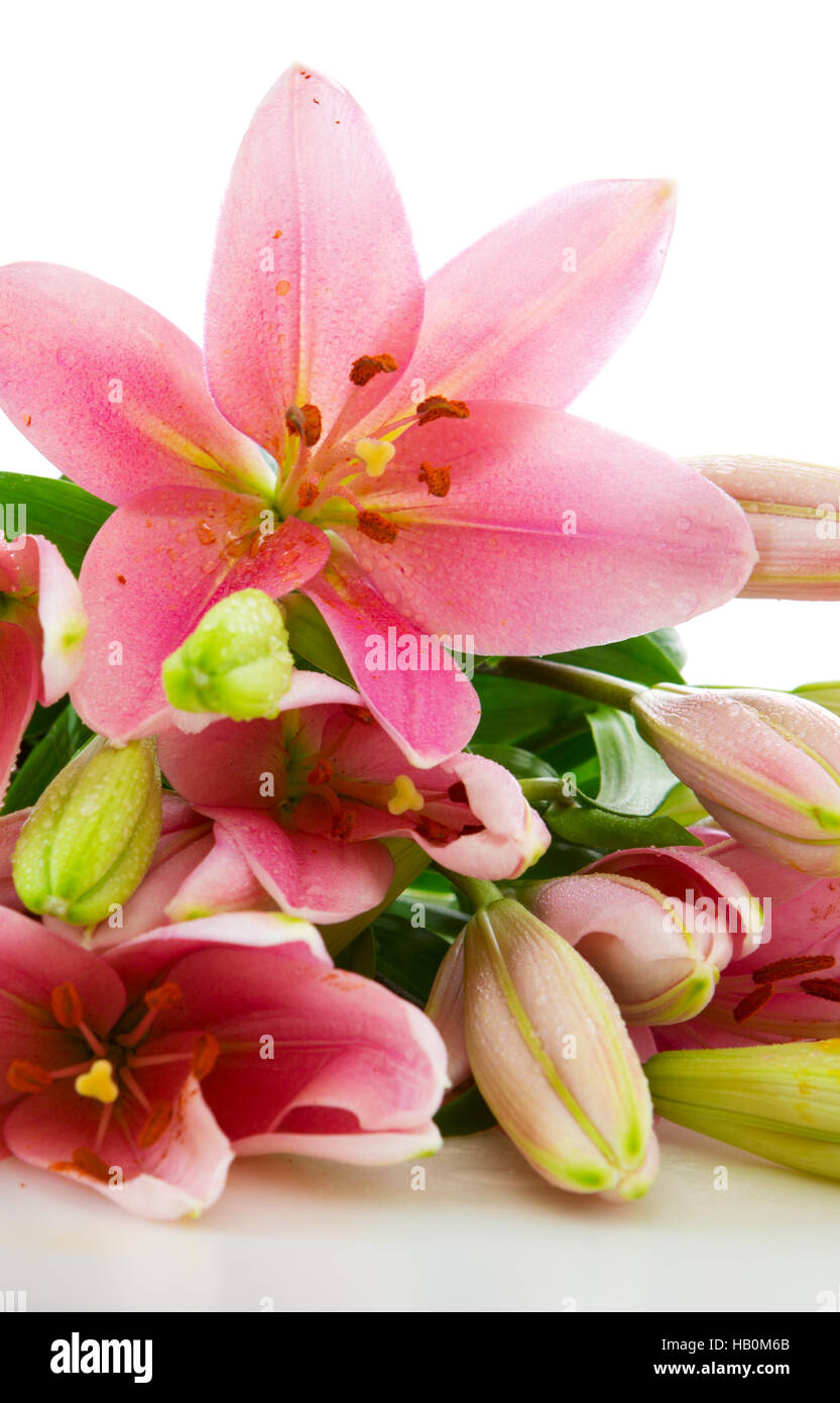 Pink lily flowers isolated Stock Photo - Alamy