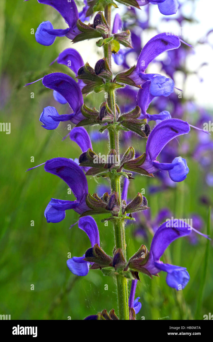 Meadow sage, Salvia pratensis Stock Photo - Alamy Meadow sage, Salvia pratensis Stock Photo - Alamy
