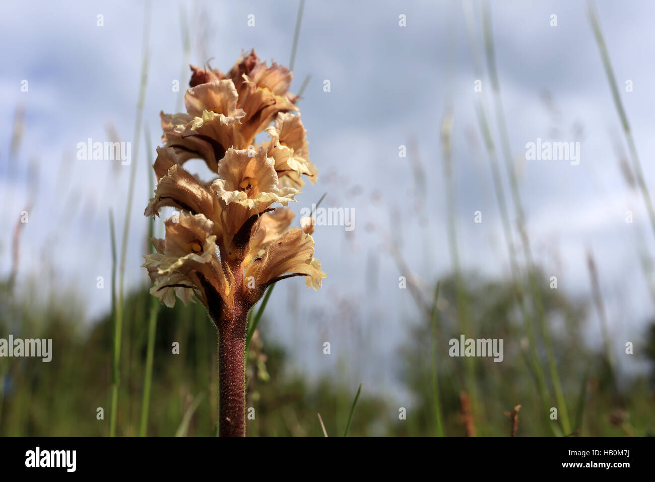 Yellow broomrape, Orobanche lutea Stock Photo - Alamy