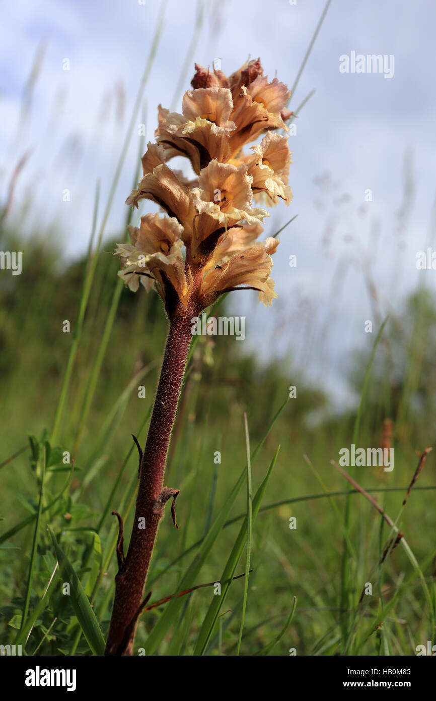 Orobanche lutea hi-res stock photography and images - Alamy