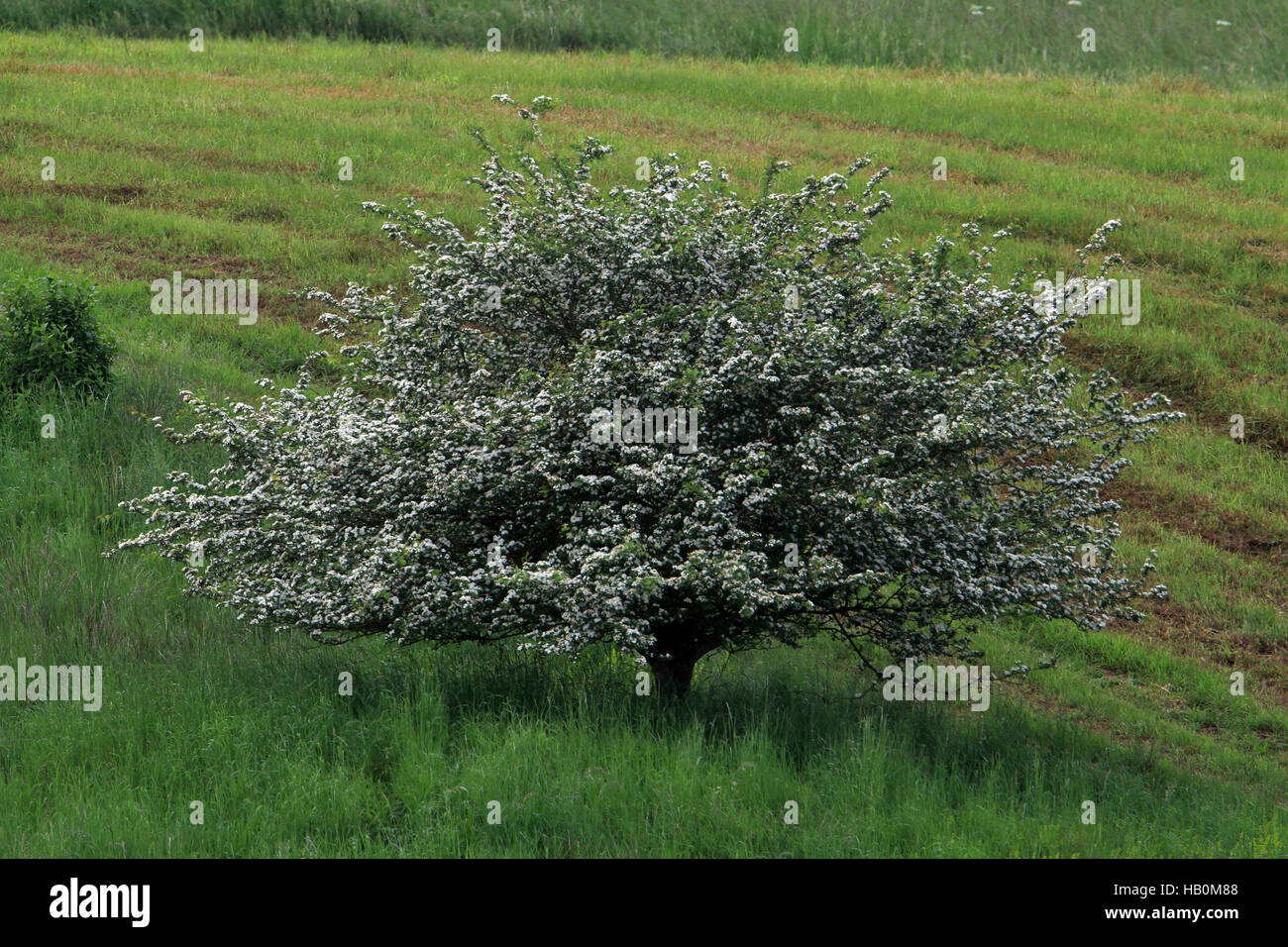 Hawthorn, Crataegus laevigata Stock Photo - Alamy